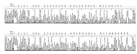 Parts Of Two Electropherograms Of The Dna Sequencing Products Resolved Download Scientific
