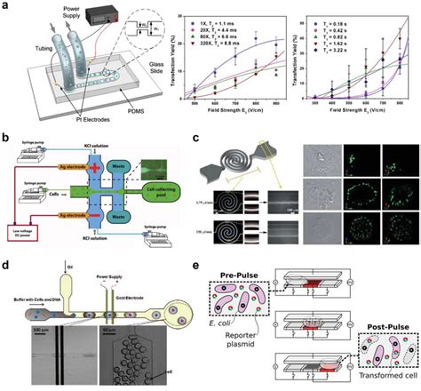 Microfluidic Flow‐through Electroporation A Schematic Of The