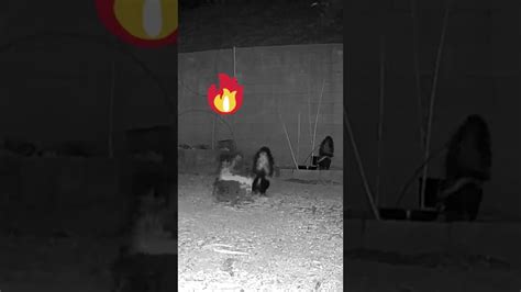 Dancing Skunks Fighting Over A Pond Dueling Spraying Skunk Wildlife In The Night In Vegetable