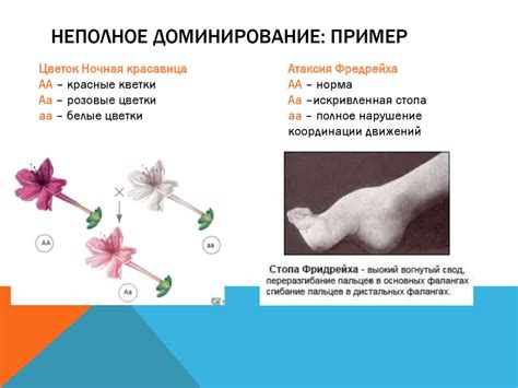 Гибридологический метод Взаимодействие между генами Наследственные свойства крови Хромосомная