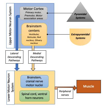 PHPH 701 Motor Systems Of The CNS Exam 2 Flashcards Quizlet