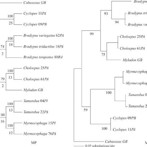 Maximum Parsimony Mp Left And Maximum Likelihood Ml Right