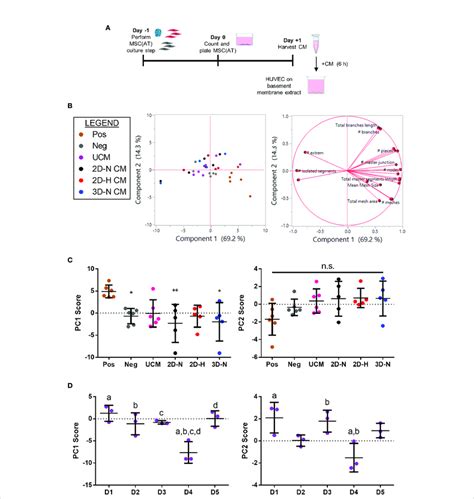 In Vitro Mscat Mediated Functional Angiogenic Huvec Tube Formation