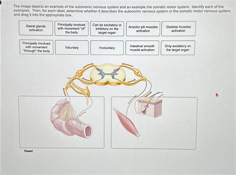 Solved The Image Depicts An Example Of The Autonomic Nervous