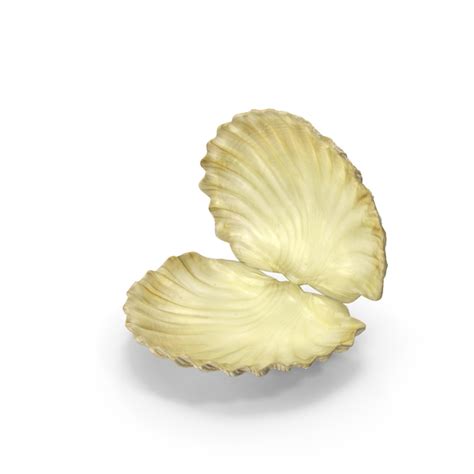 Sea Shell Open Png Images And Psds For Download Pixelsquid S121508634
