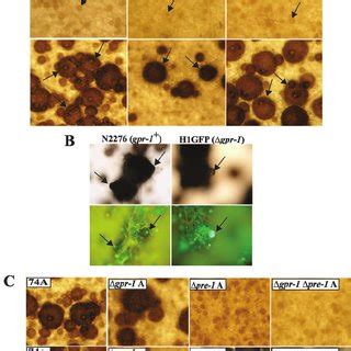 Phenotypic Characterization During The Sexual Cycle A Unfertilized Download Scientific