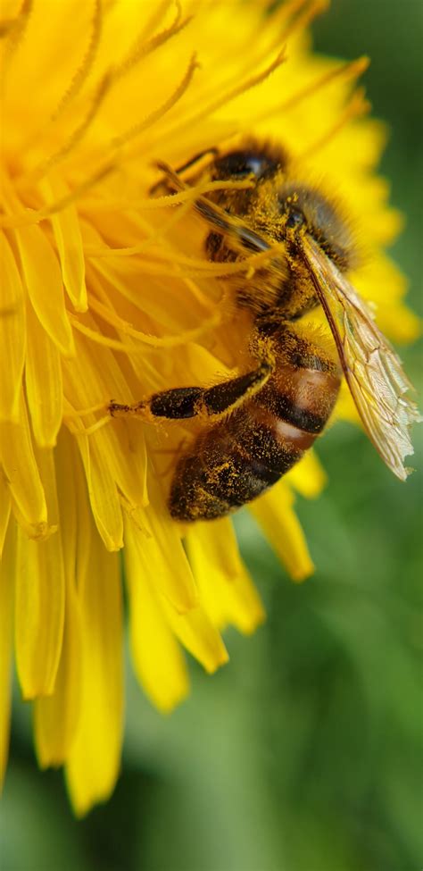 Plantpollinator Interactions Over Time Pollen Metabarcoding From Bees
