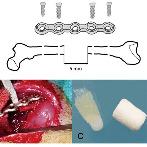 Femoral Critical Size Bone Defect Model A Schematic Drawing Of The Download Scientific