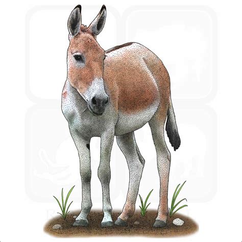 Onager