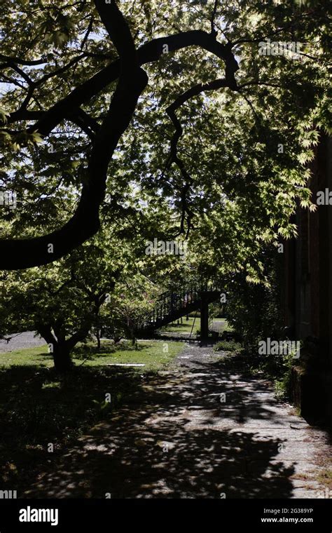 Sun Shadows Casting Through Tree Branches Stock Photo Alamy
