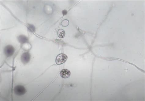 New Zealand Influential In The Global Phytophthora Research Space Biological Heritage