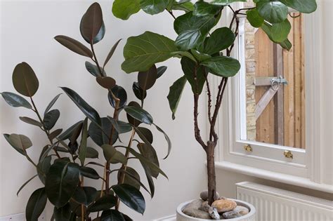 Indoor Fig Trees How To Repot A Fiddle Leaf Fig Tree Room For