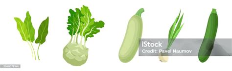 녹색 야채 와 주키니 양파 오이 샐러드 잎 와 순무 벡터 세트 개념에 대한 스톡 벡터 아트 및 기타 이미지 개념 개체 그룹 건강한 식생활 Istock