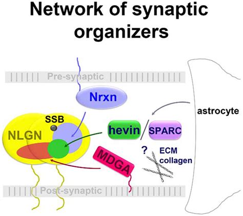 Interplay Between Hevin Sparc And Mdgas Modulators Of Neurexin Neuroligin Trans Synaptic