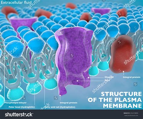 Structure Plasma Membrane Cell 스톡 일러스트 252418009 Shutterstock