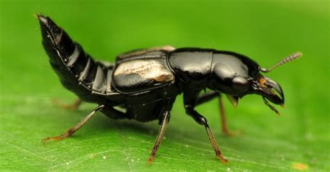 How Do New Organs Evolve A Beetle Gland Shows The Way Rdamninteresting