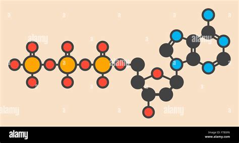 Deoxyadenosine Triphosphate Datp Nucleotide Molecule Dna Building Block Stylized Skeletal