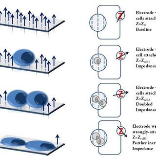 Impedance Measurement Principle In Real Time Monitoring Using Download Scientific Diagram