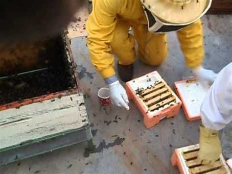 Honey Bees And Beekeeping 2 2 Recieving And Installing Package Bees