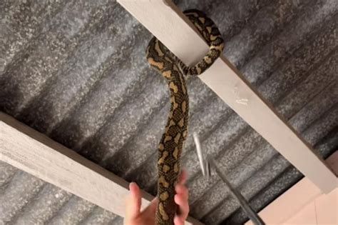 Watch Australian Woman Finds Large Python Outside Her Front Door