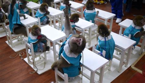 Lucu Ternyata Semua Murid Di Sekolah Ini Monyet Yang Imut Imut Foto Liputan Com