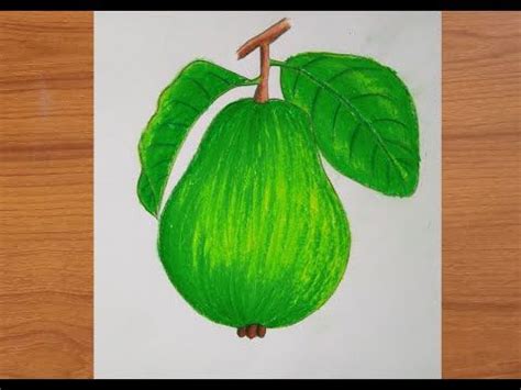 Guava Fruit Drawing