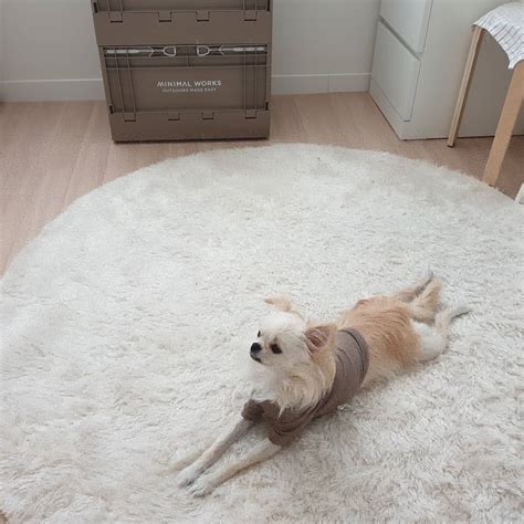 장모치와와 나나 강아지 책임분양 ️ 아이조아 유기방지입양 파양 강아지보호소 고양이보호소 무료분양센터