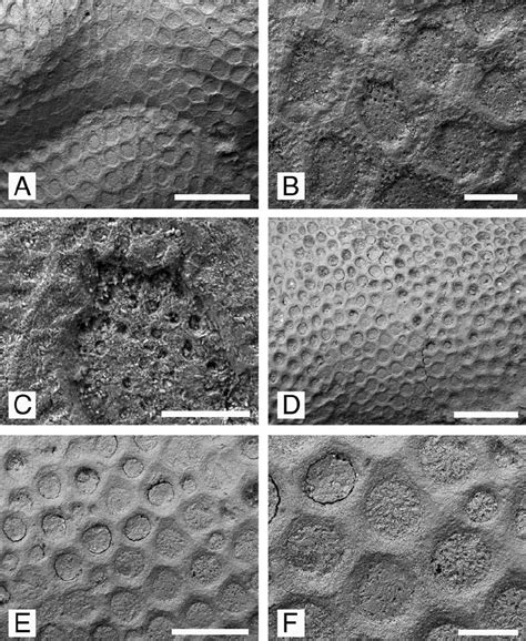 Scanning Electron Micrographs Of Cerioporine Cyclostome Bryozoans From Download Scientific