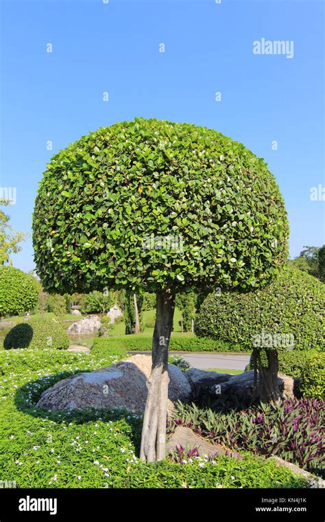 Beautiful Dwarf Tree In The Garden In Thailand Stock Photo Alamy