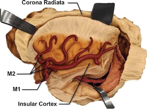 Illustrative Representation Of The Insular Lobe And Its Adjacent Download Scientific Diagram