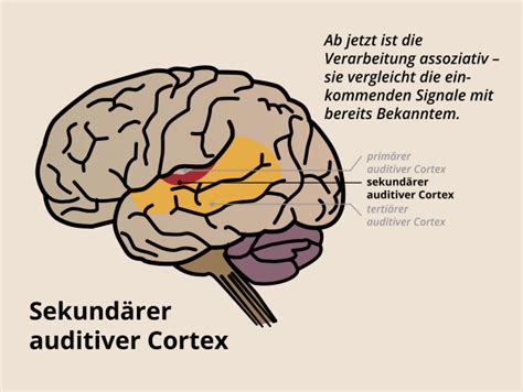 Auditiver Cortex Lernneuro