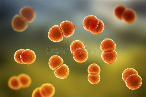 Streptococcus Pneumoniae Bacteria 3d Scientific Illustration Stock Illustration Illustration