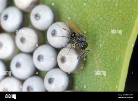 An Adult Green Vegetable Bug Egg Parasitoid Trissolcus Sp Hymenoptera