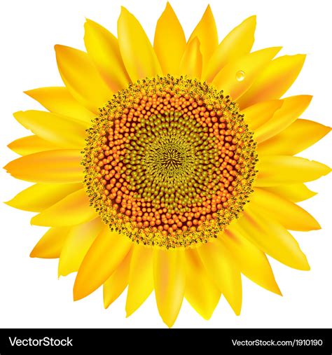 Sunflower Royalty Free Vector Image VectorStock