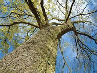 Tree Diagrams Read Probability CK Foundation