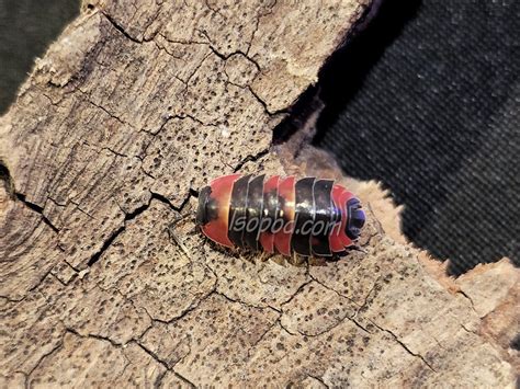 Merulanella Isopodmedia4f87a2