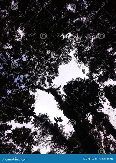 Rain Forest Stock Image Image Of Nature Forest Java 278190411