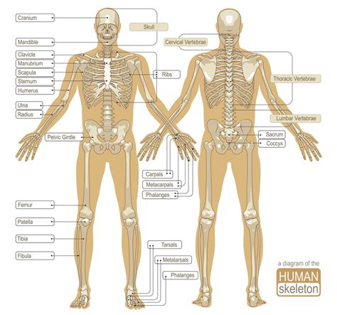 Bone Anatomy And Bone Solutions Genius Biofeedback