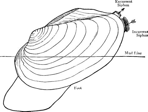 Clam Shell Vintage Illustration 13512702 Vector Art At Vecteezy