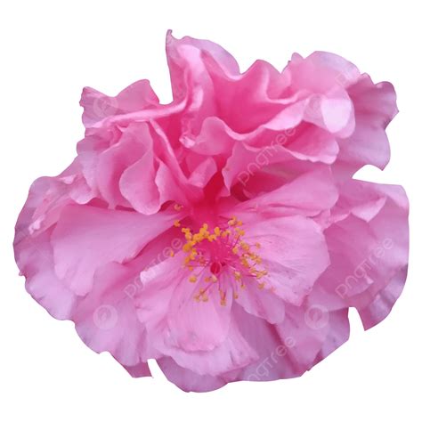 히비스커스 꽃 이미지 핑크 히비스커스 꽃들 일하기 좋은 Png 일러스트 및 Psd 이미지 무료 다운로드 Pngtree