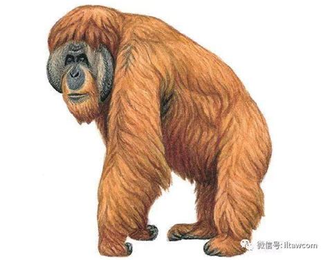 灵长类百科全书 世界顶尖灵长类专家联手巨献 搜狐大视野 搜狐新闻