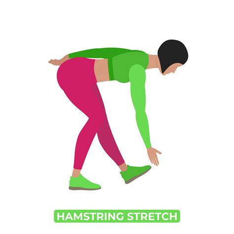 Vector Woman Doing Hamstring Stretch An Educational Illustration On A
