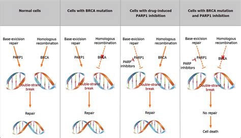 Brca Parp Inhibitors And Synthetic Lethality In Gastrointestinal
