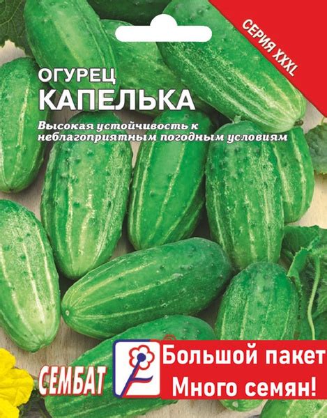 Огурцы Сембат Огурец XXXL - купить по выгодным ценам в интернет ...