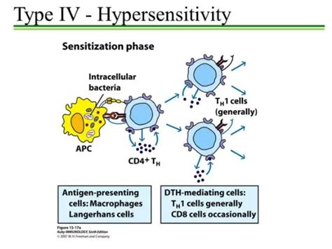 Type Iv Or Delayed Type Hypersensitivity Dth Biology Notes Online