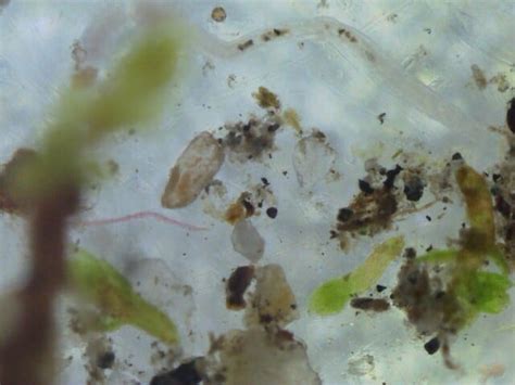 Id Found Un Moss Rmicroscopy