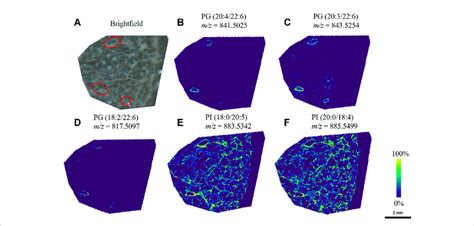 Pg Lipid Species Were Observed To Be Localized To A Specific Region