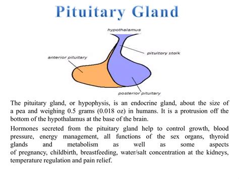 Ppt On Hypothalamic And Anterior Pituitary Hormones Pptx