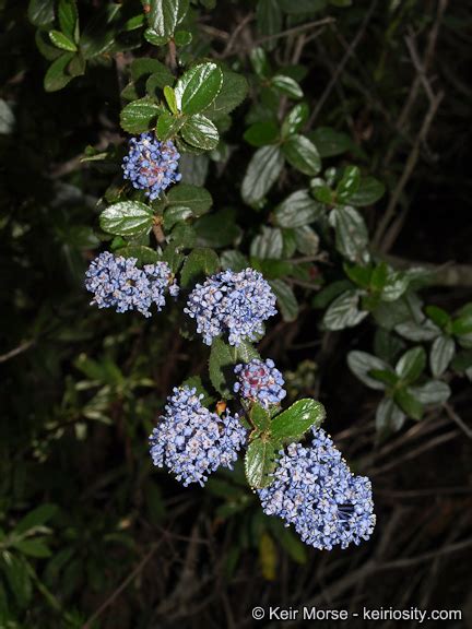Woollyleaf Ceanothus Photos Page 1