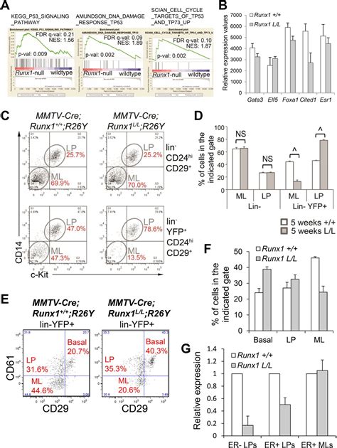 Figures And Data In Runx1 A Transcription Factor Mutated In Breast Cancer Controls The Fate Of